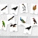 30 BIRDS Montessori Flashcards, BIRDS Flash Cards, PDF Printable ...