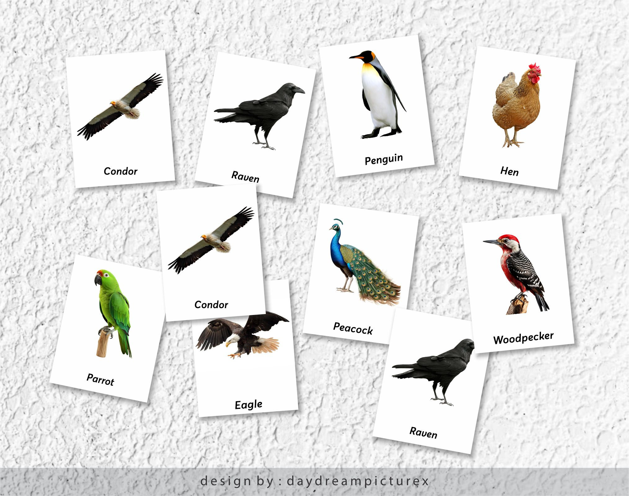 30 BIRDS Montessori Flashcards, BIRDS Flash Cards, PDF Printable ...