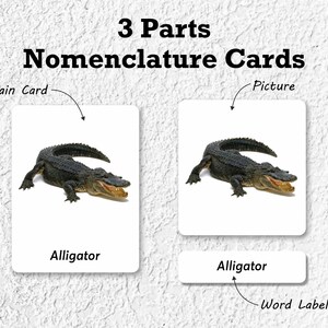 22 JUNGLE Animals Montessori Flashcards, JUNGLE Animals Flash Cards ...