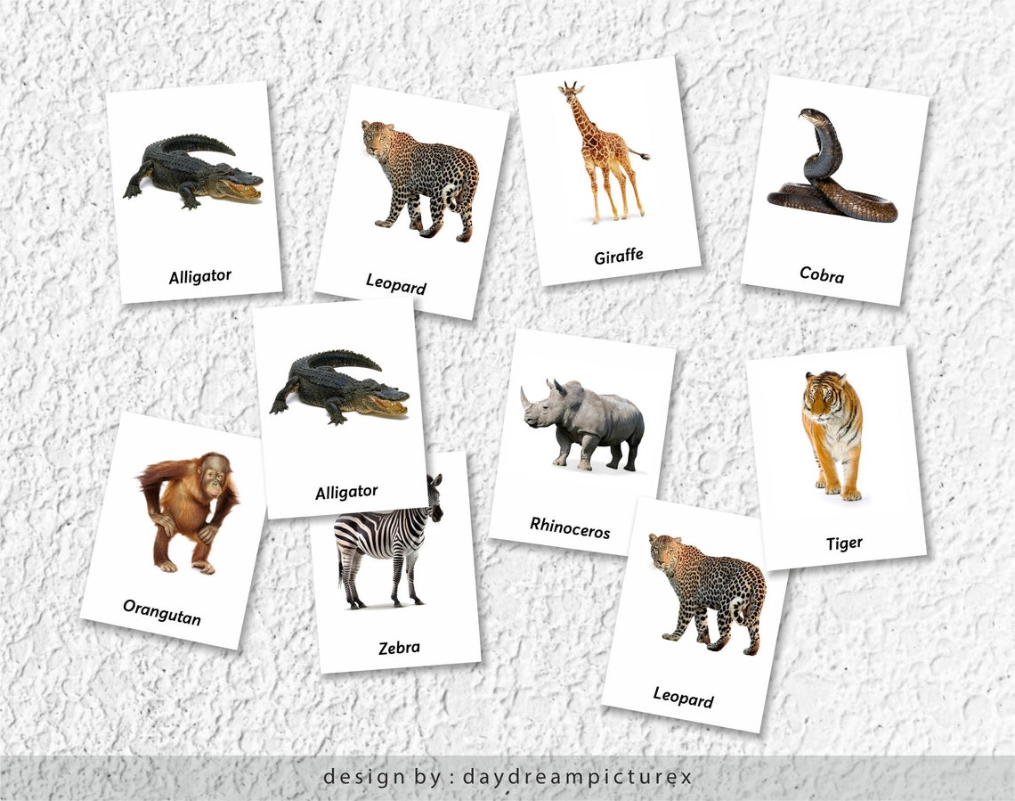 22 JUNGLE Animals Montessori Flashcards, JUNGLE Animals Flash Cards ...