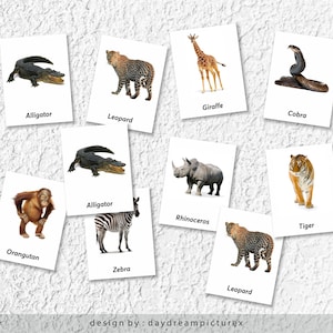 22 JUNGLE Animals Montessori Flashcards, JUNGLE Animals Flash Cards ...