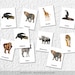 22 JUNGLE Animals Montessori Flashcards, JUNGLE Animals Flash Cards ...