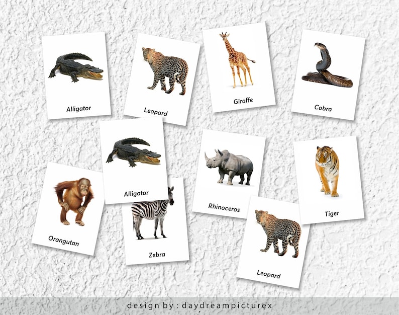 22 JUNGLE Animals Montessori Flashcards, JUNGLE Animals Flash Cards ...