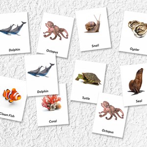 18 Sea Animals Montessori Flashcards, Animals Flash Cards, PDF ...
