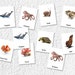 18 Sea Animals Montessori Flashcards, Animals Flash Cards, PDF ...