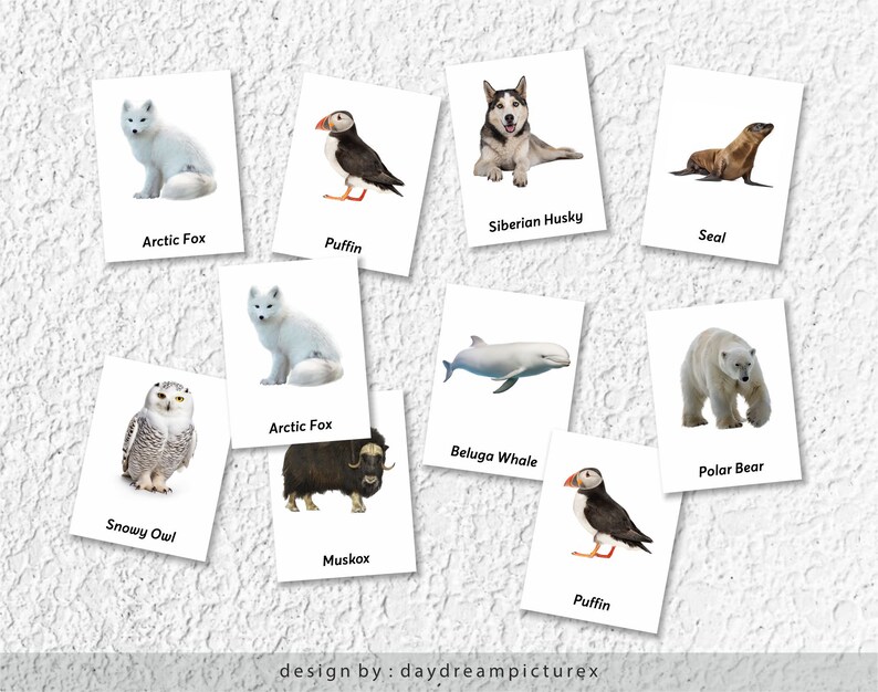 19 ARCTIC Animals Montessori Flashcards, ARCTIC Animals Flash Cards ...