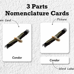 30 BIRDS Montessori Flashcards, BIRDS Flash Cards, PDF Printable ...