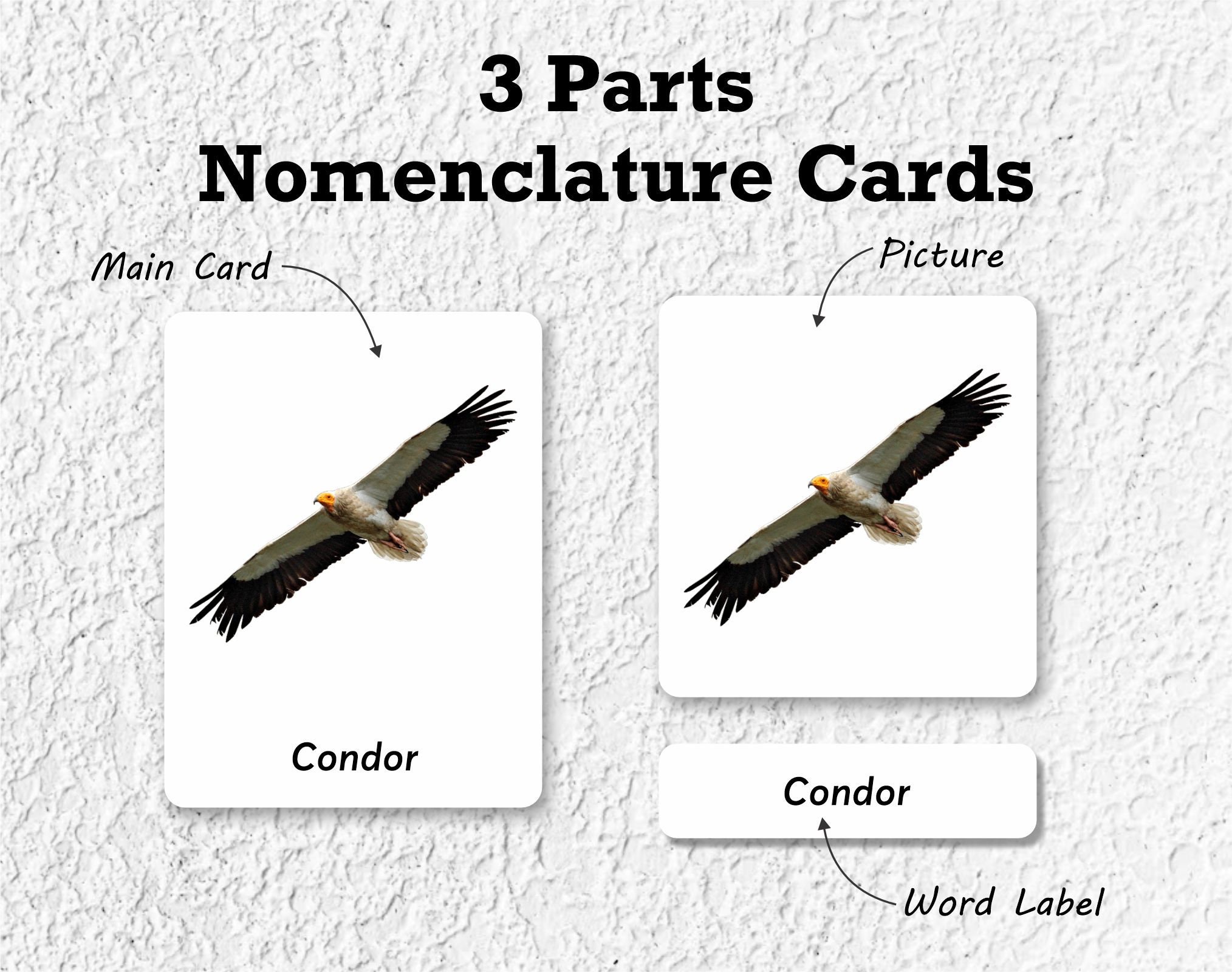 30 BIRDS Montessori Flashcards, BIRDS Flash Cards, PDF Printable ...