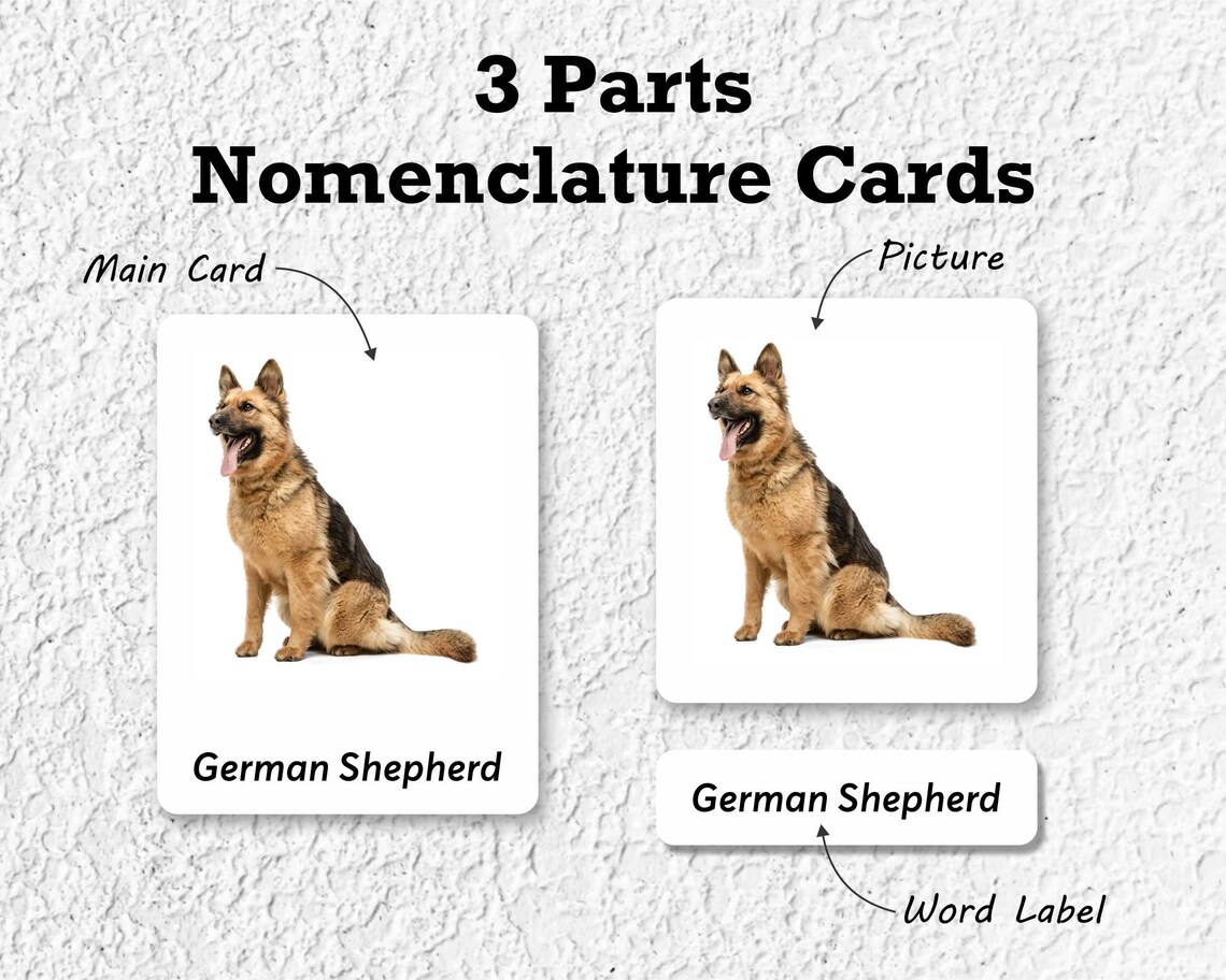 19 DOGS BREED Montessori Flashcards, Dogs Flash Cards, PDF Printable ...