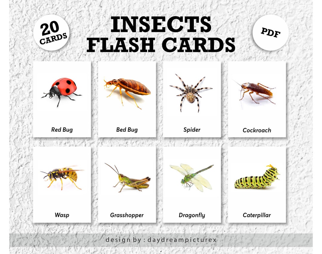 20 Insects Montessori Flashcards, Insects Flash Cards, PDF Printable ...