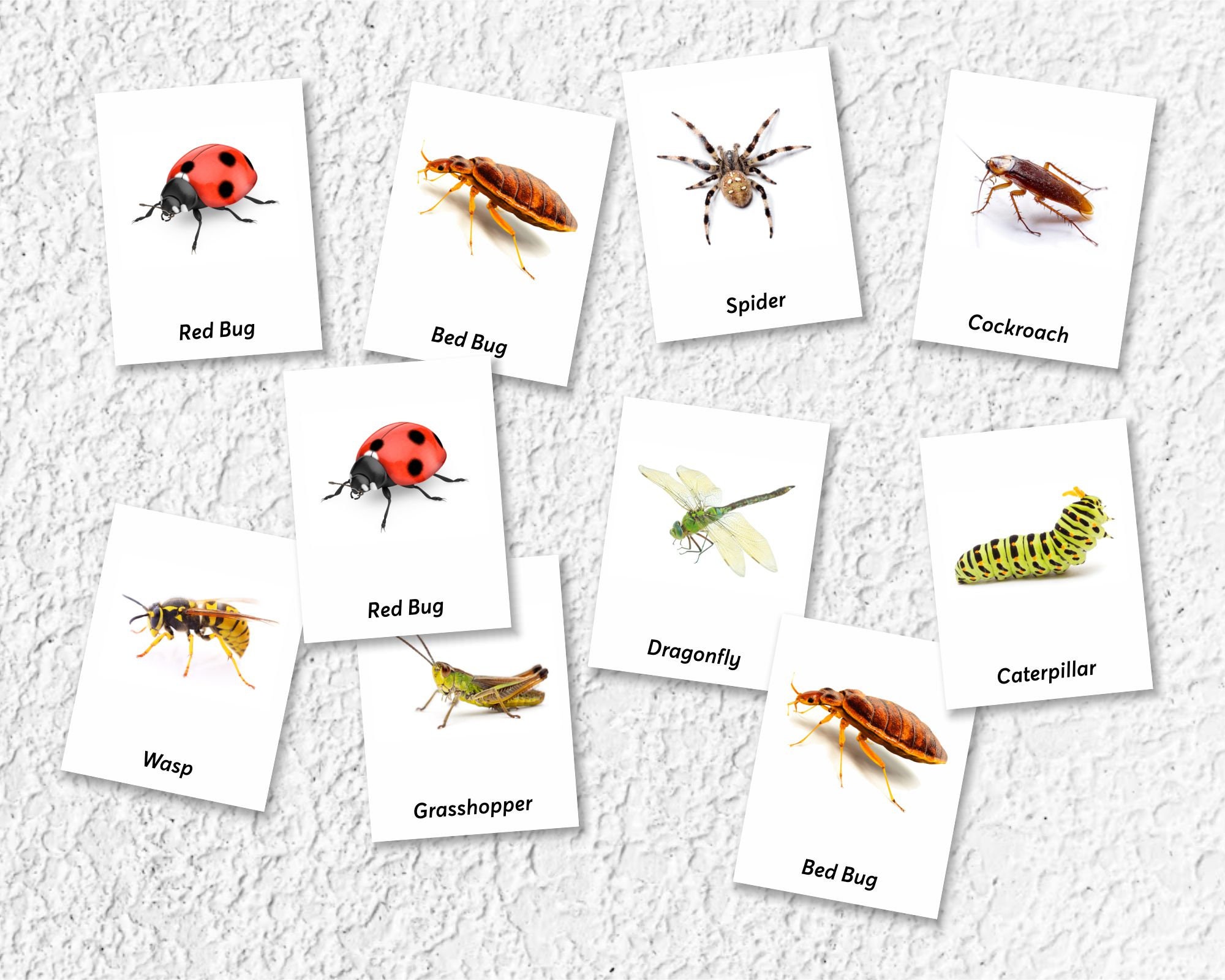 20 Insects Montessori Flashcards, Insects Flash Cards, PDF Printable ...