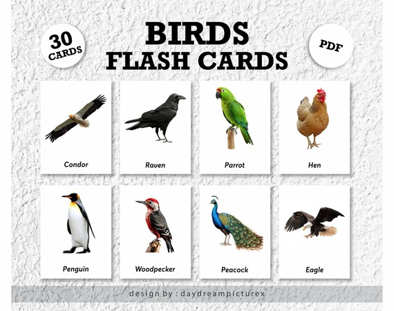 Birds Cards For Word Wall Animal Flashcards English