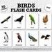 30 BIRDS Montessori Flashcards, BIRDS Flash Cards, PDF Printable ...