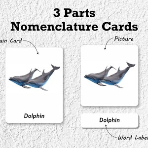 18 Sea Animals Montessori Flashcards, Animals Flash Cards, PDF ...