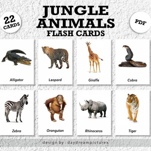 22 JUNGLE Animals Montessori Flashcards, JUNGLE Animals Flash Cards ...