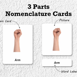 22 BODY PARTS Montessori Flashcards, Body Parts Flash Cards, PDF ...