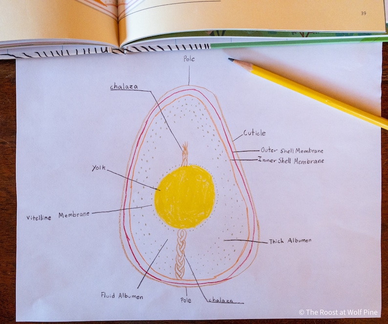 Chicken Unit Study, Backyard Chickens, Homeschool, Homeschool ...