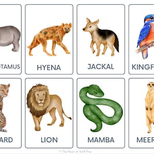 Safari Animals Flashcards, Early Learners, Pre-k, Kindergarten, First ...