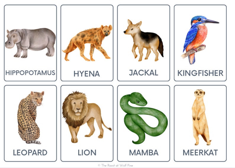 Safari Animals Flashcards, Early Learners, Pre-k, Kindergarten, First ...