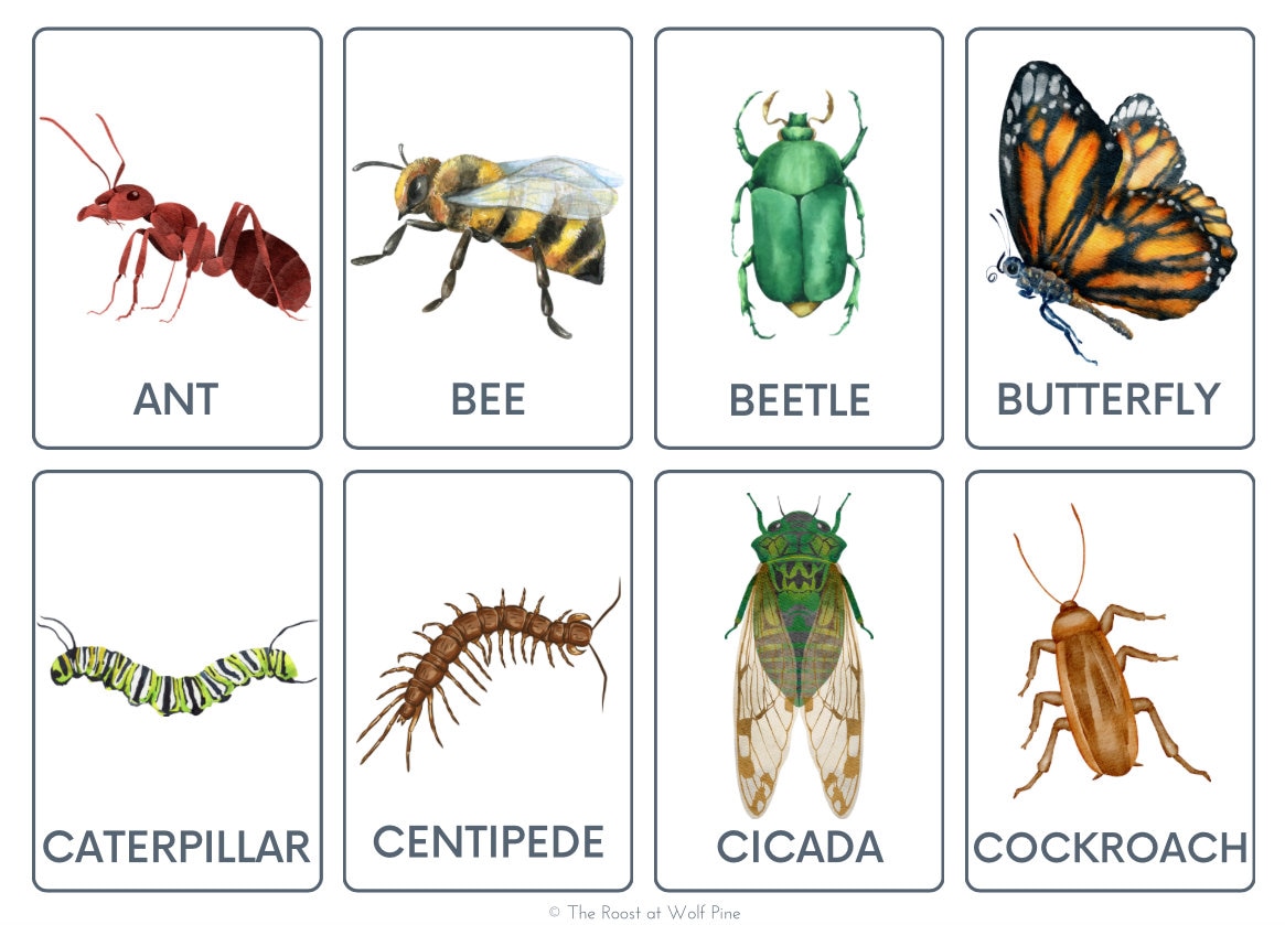 Bugs & Insects Flashcards, Early Learners, Preschool, Toddler ...