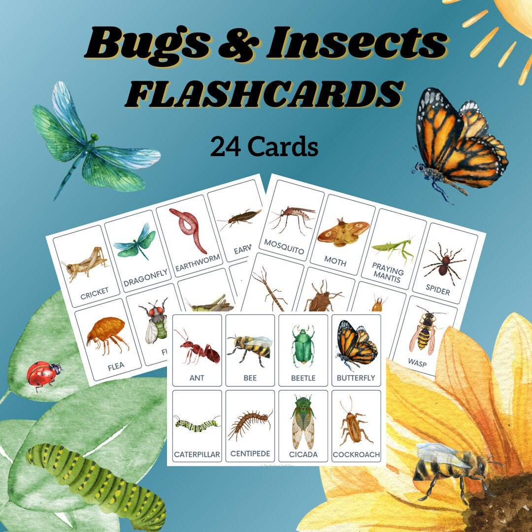 Bugs & Insects Flashcards, Early Learners, Preschool, Toddler ...