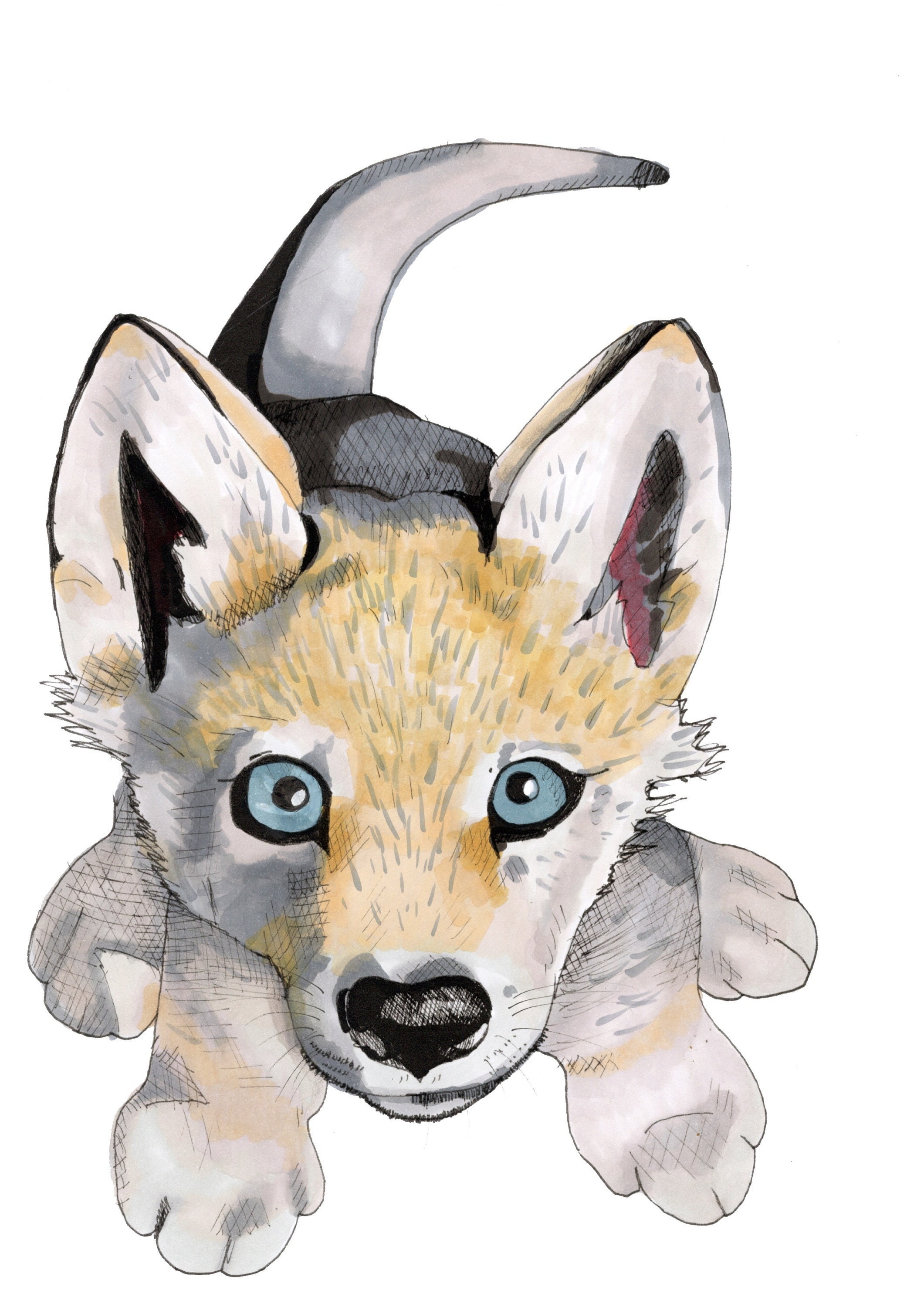 Baby Snow Wolves Drawings