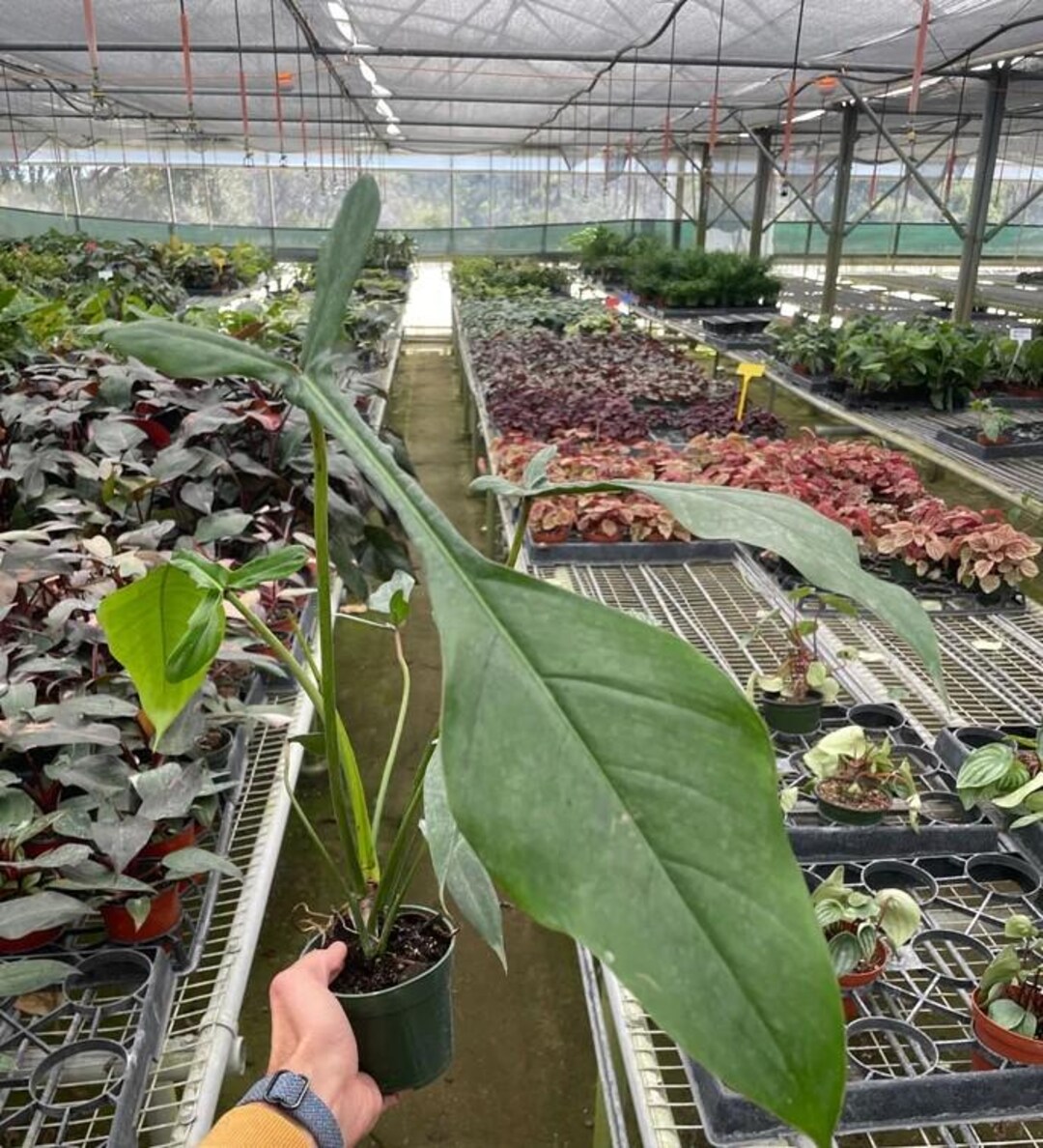 Philodendron Joepii Plant - Rare Tri-lobed Green Houseplant - Etsy