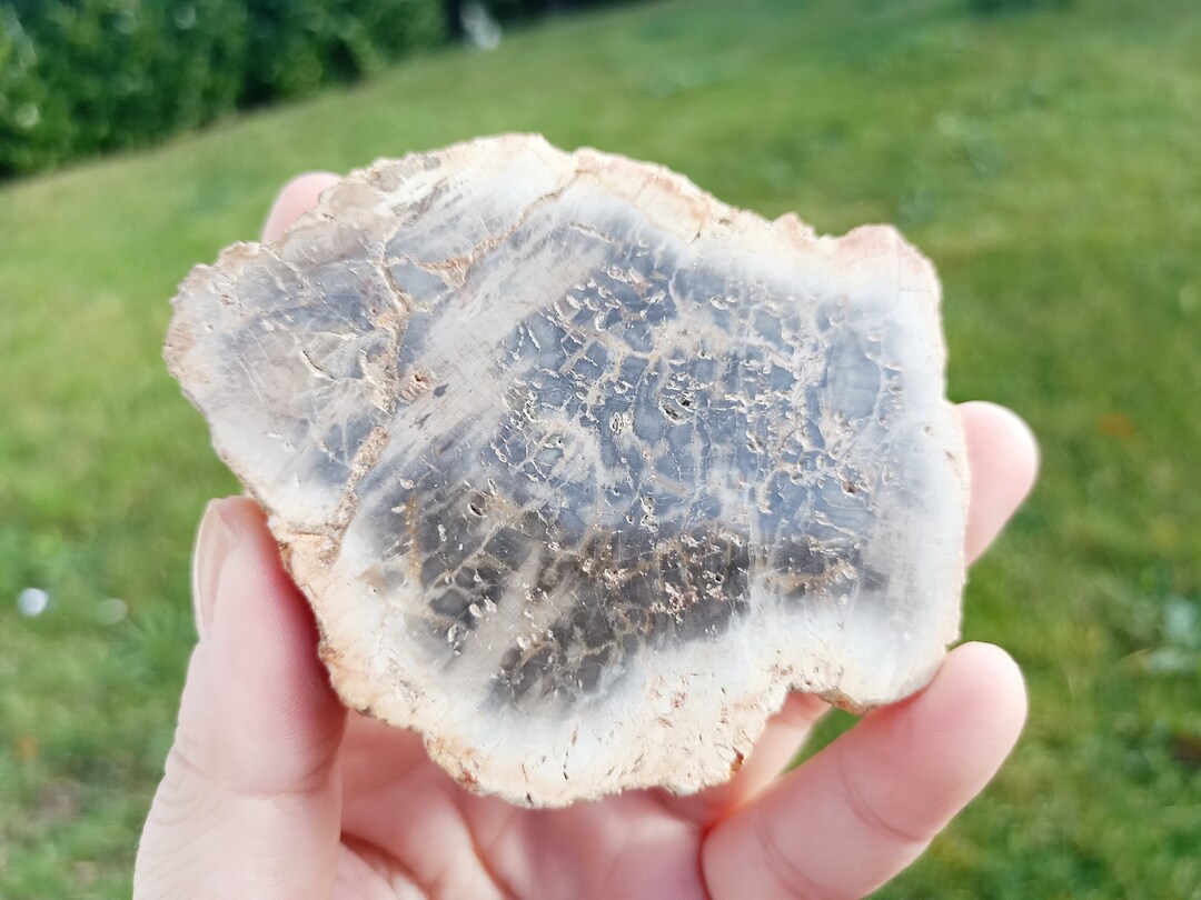 Petrified Wood Natural Stone Fossils Gift Christmas Birthday Geodes ...