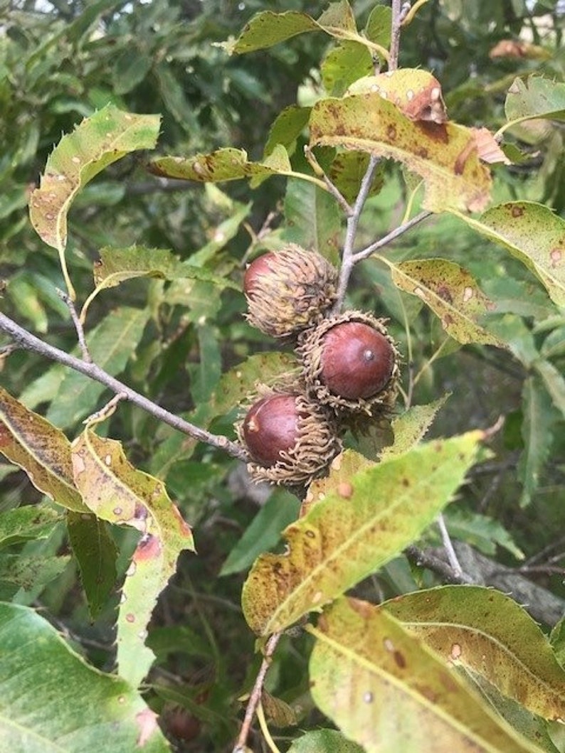 2 Dozens of Sawtooth Oak Trees Acorn Seeds - Just Harvested- Float ...