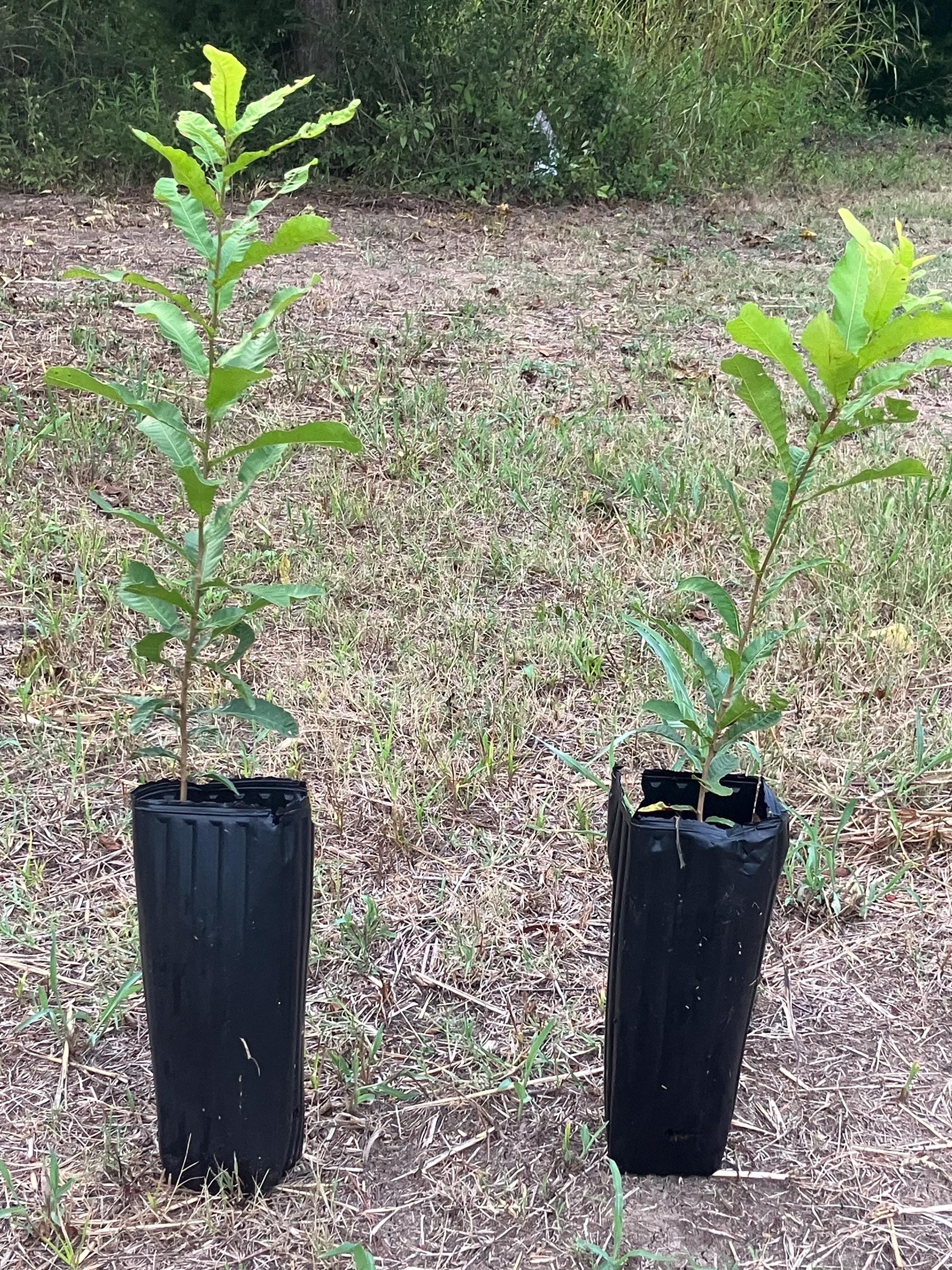 Sawtooth Oak Tree 2 Ft. Tall - Etsy