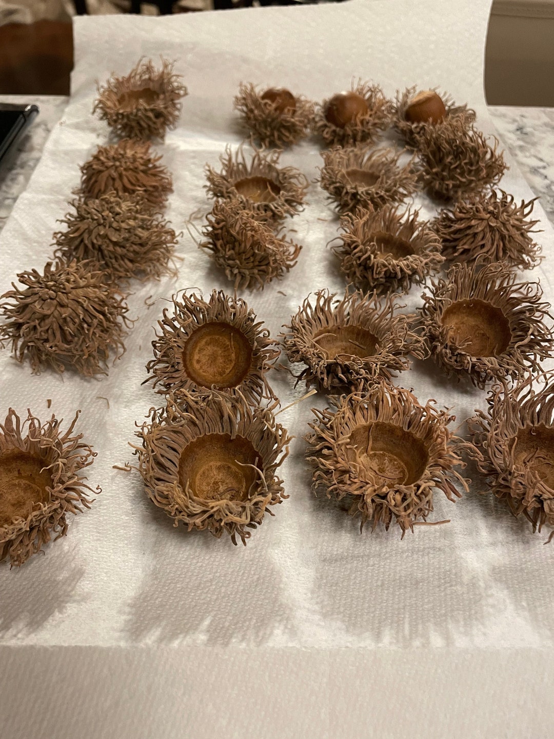 2 Dozen of Sawtooth Oak Acorn Caps Shells - Etsy