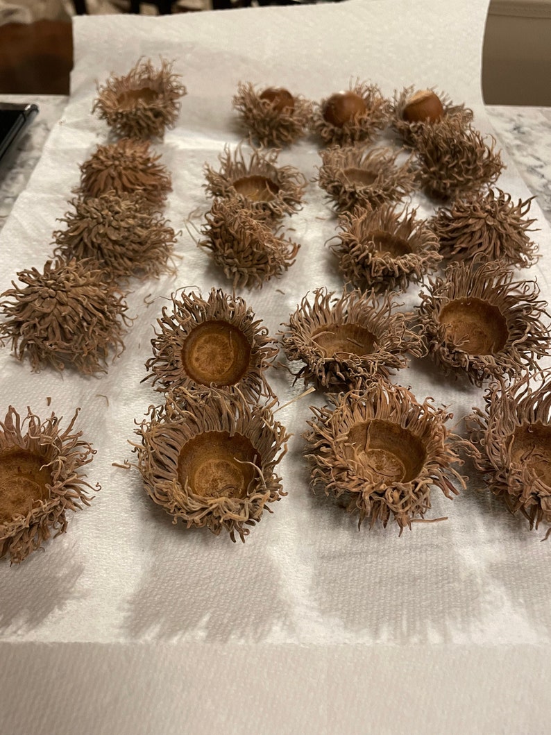 2 Dozen of Sawtooth Oak Acorn Caps Shells - Etsy