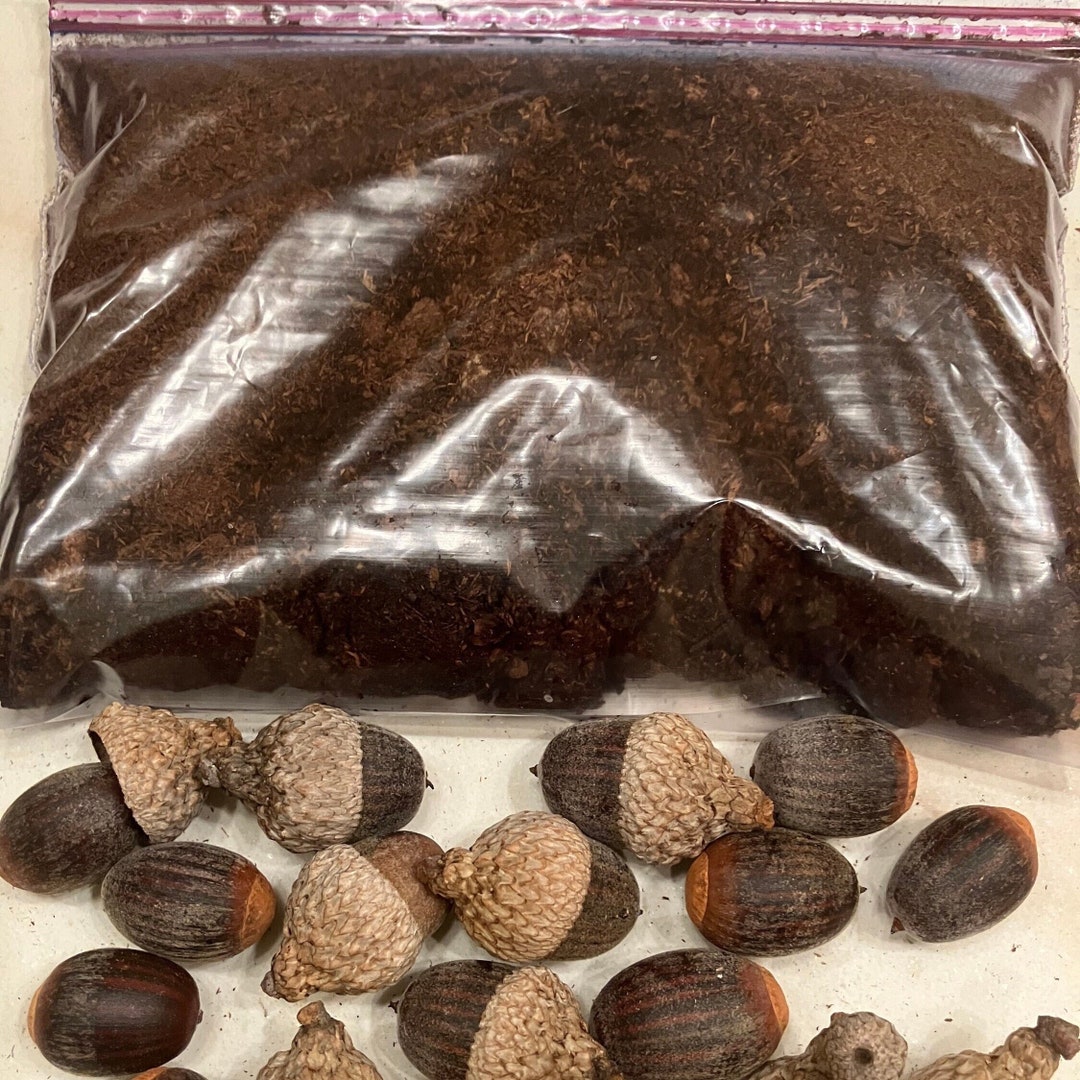 1 Dozen pre-germinated Nuttall Oak Tree Acorn Seeds Float Tested ...