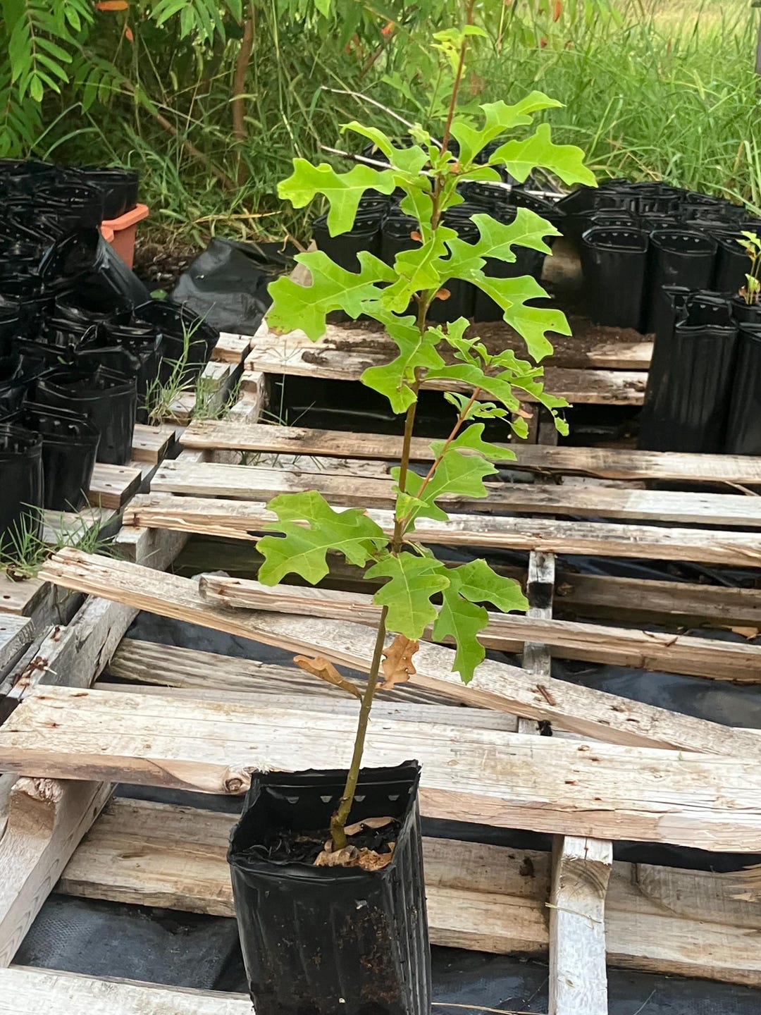 Nuttall Oak Tree 2 Ft. Tall - Etsy Australia