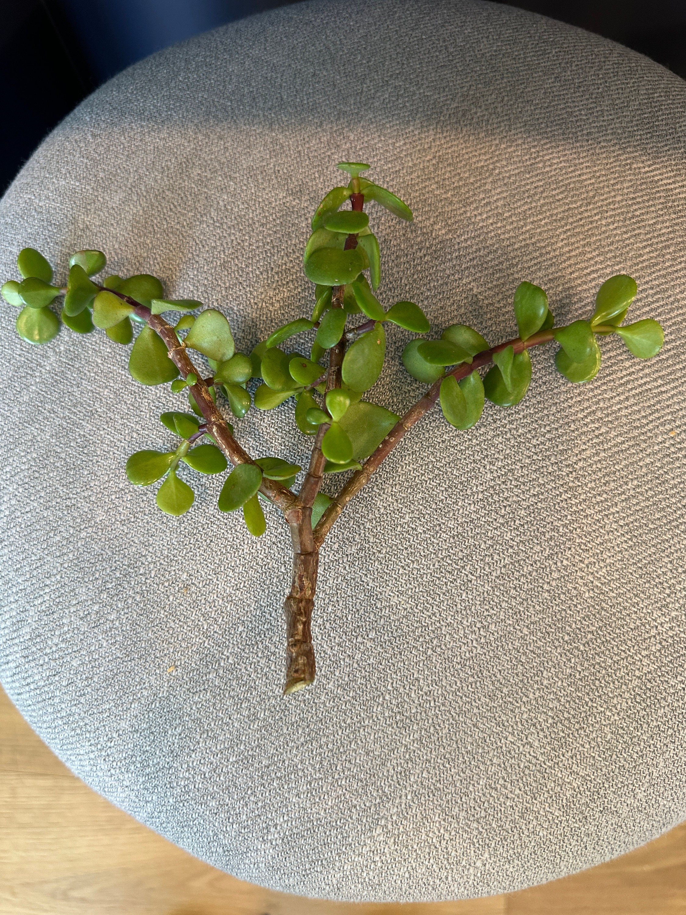 Elephant Bush Cuttings - Etsy