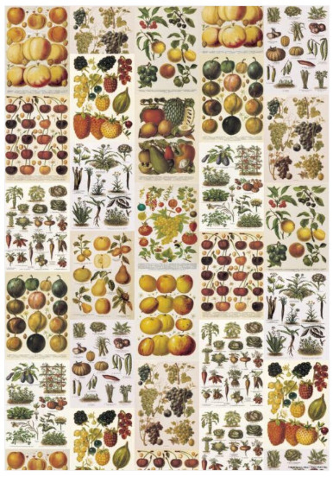 Fruit and Botanical Italian Poster Printed in Italy Heavy Weight Acid ...
