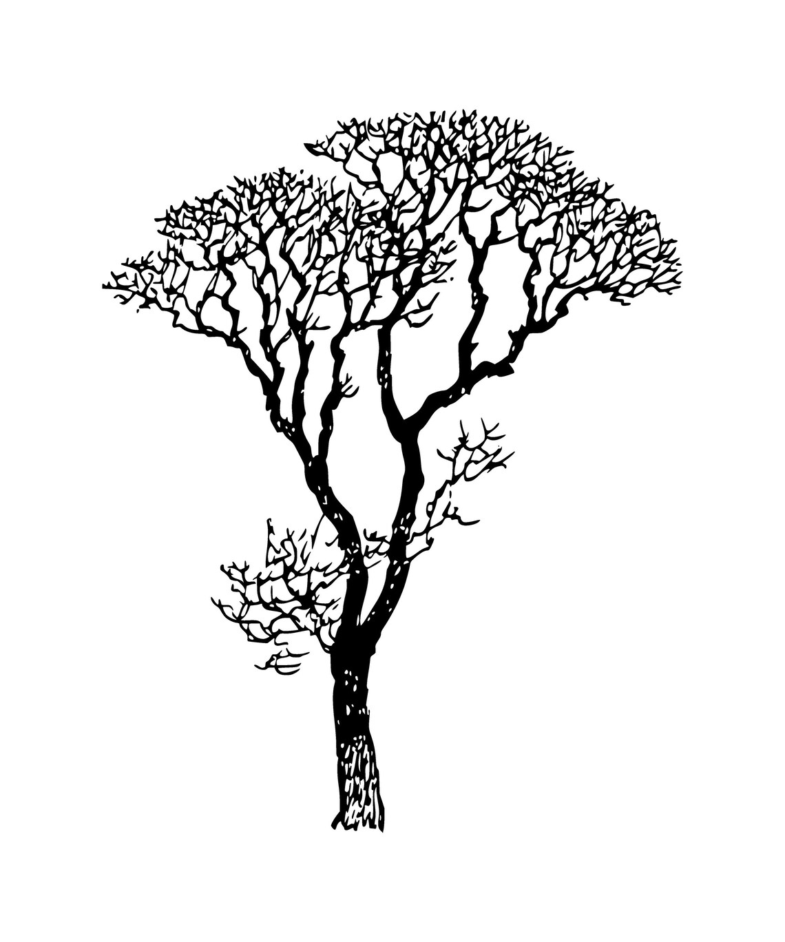 Tree Silhouette SVG, Tree Svg, Tree Vector, Tree of Life Svg, Forest ...