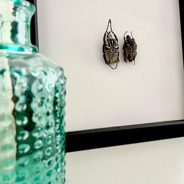 Female Goliath Beetle - Etsy