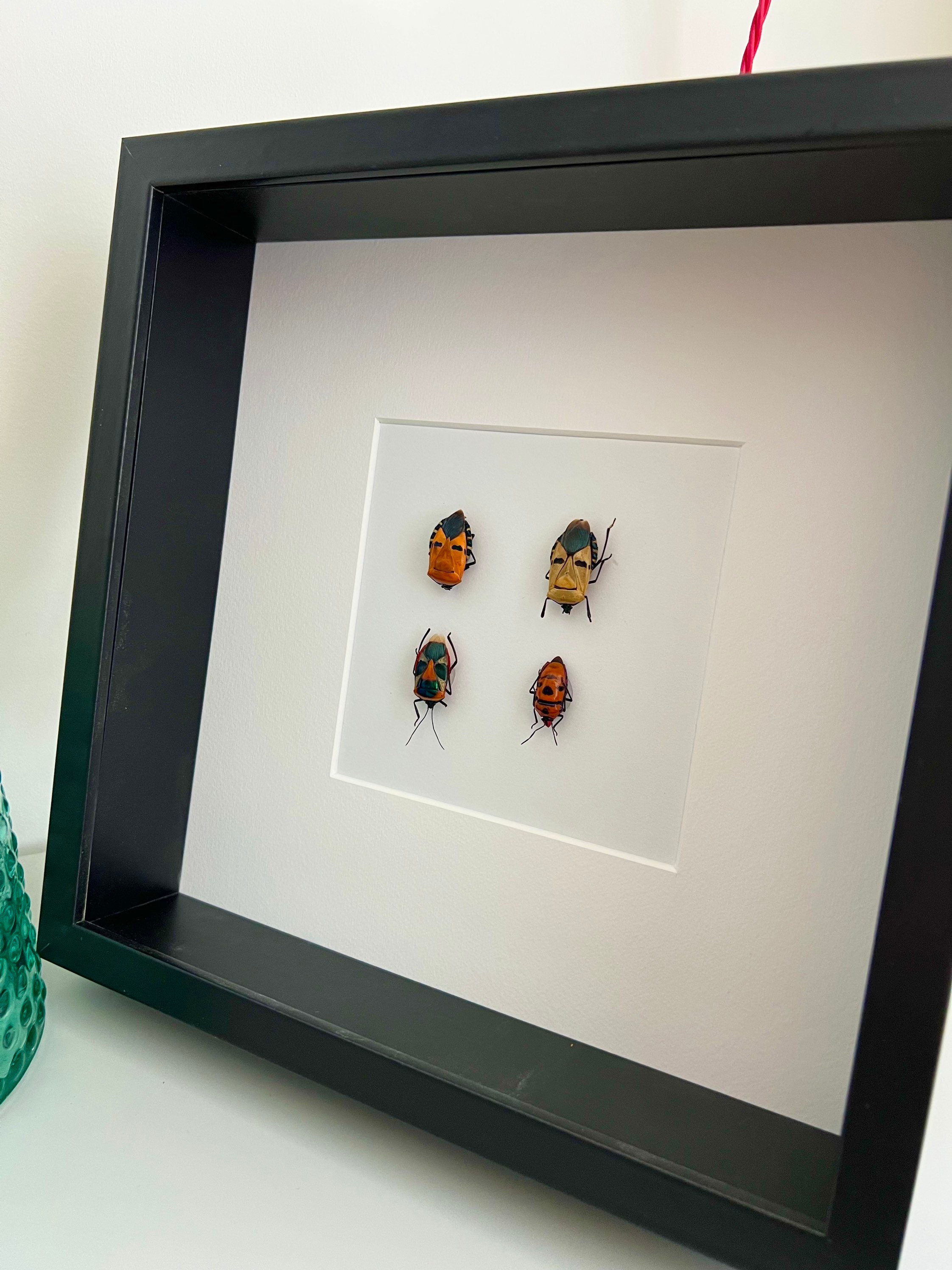 4 Man Faced Stink Bugs in a Deep Box Frame. - Etsy