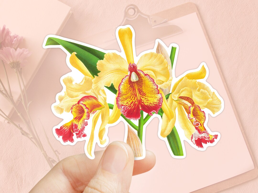 Cattleya Aurea Sticker, Orchid Flowers Sticker, Die Cut Sticker, Water ...