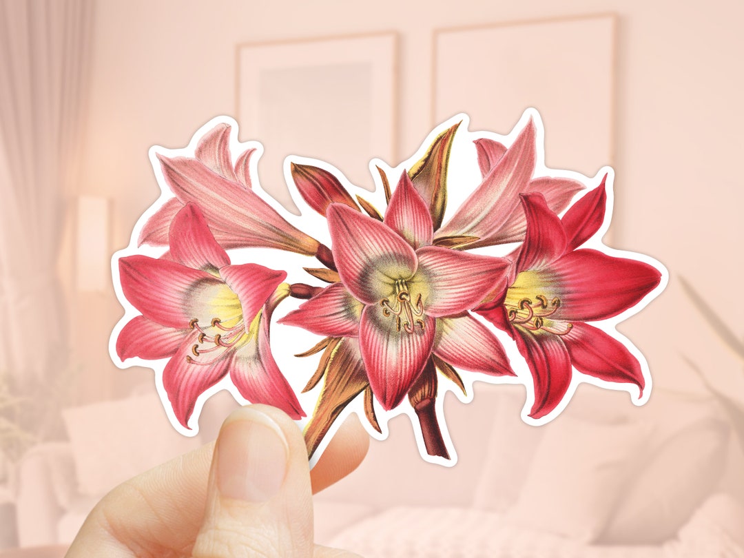 Amaryllis Belladonna Sticker, Flower Sticker, Vinyl Flower Stickers ...