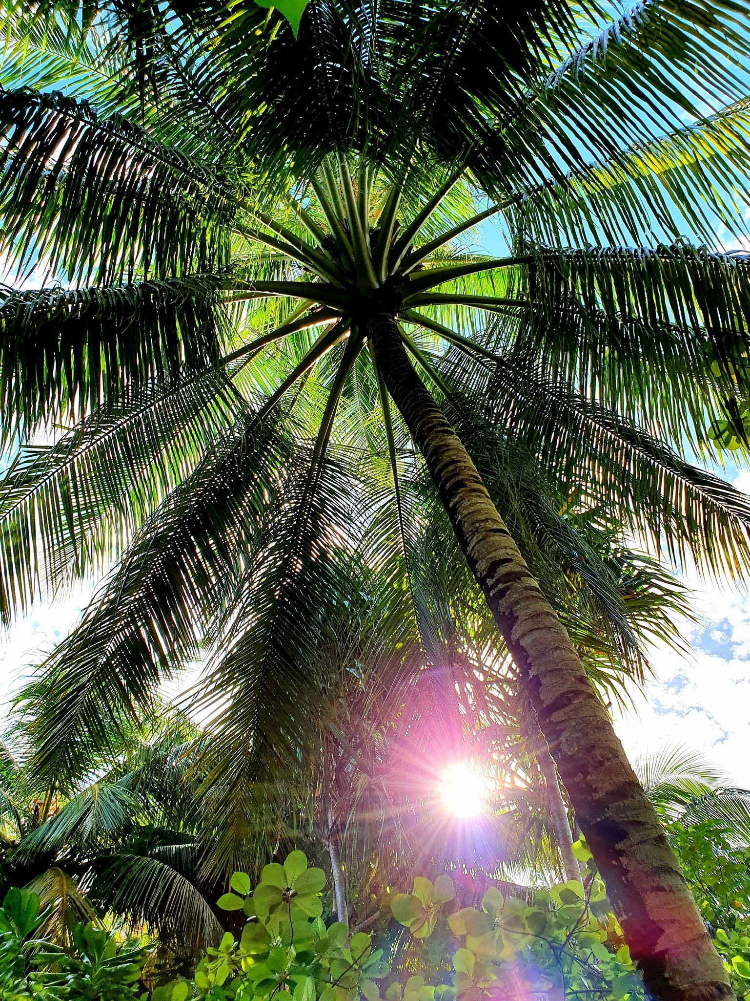 Palm Tree in Paradise, Maldives - Etsy