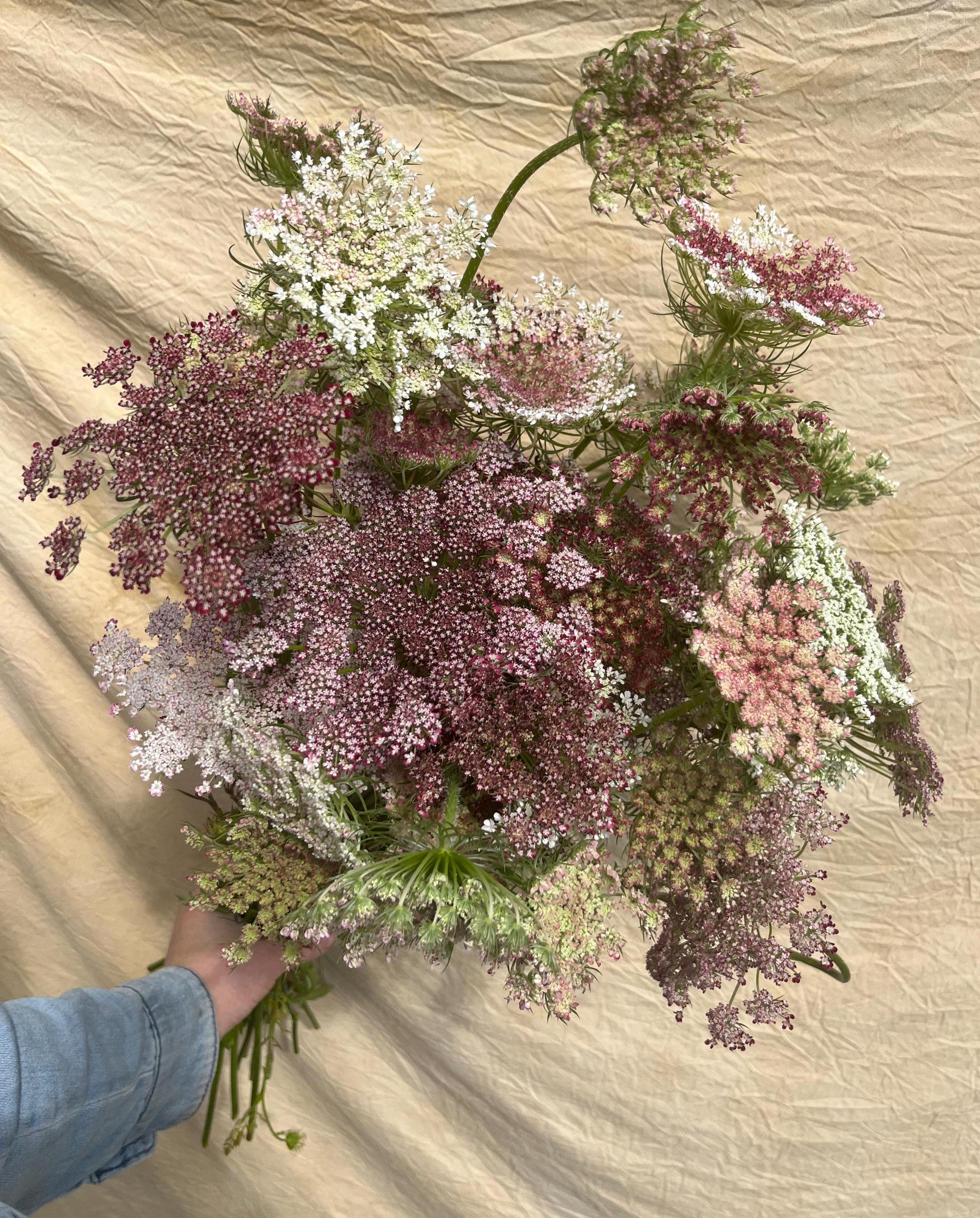 Chocolate Lace Flower "dara" - Etsy