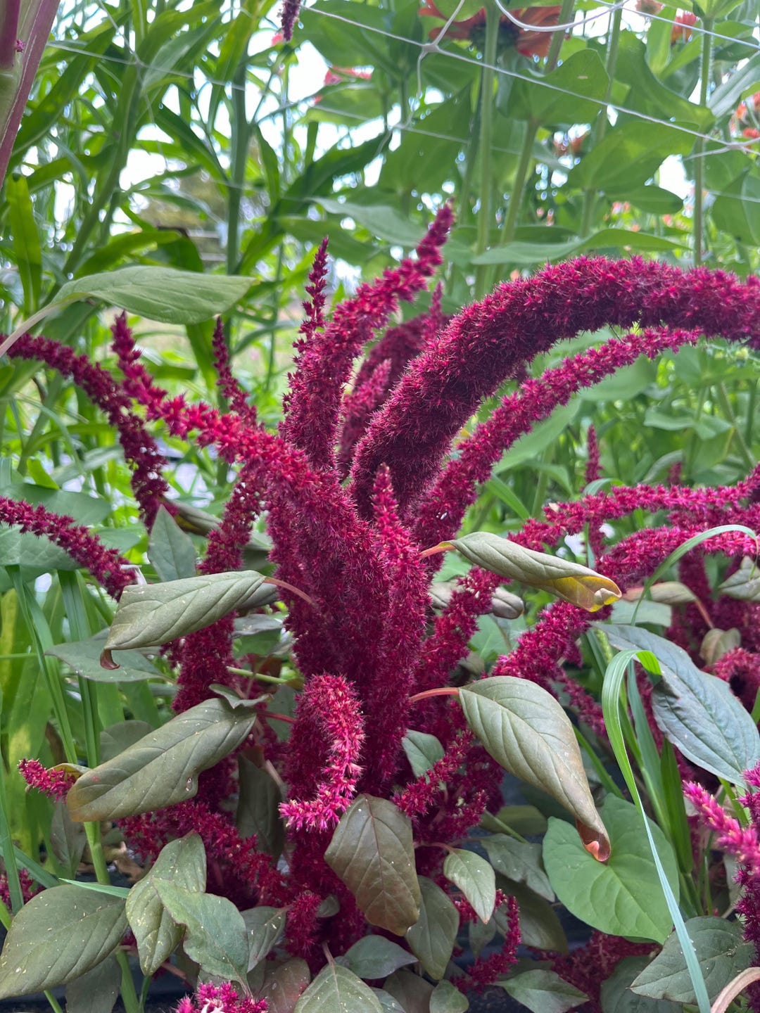 Amaranth "polish Spirit" Seeds - Etsy
