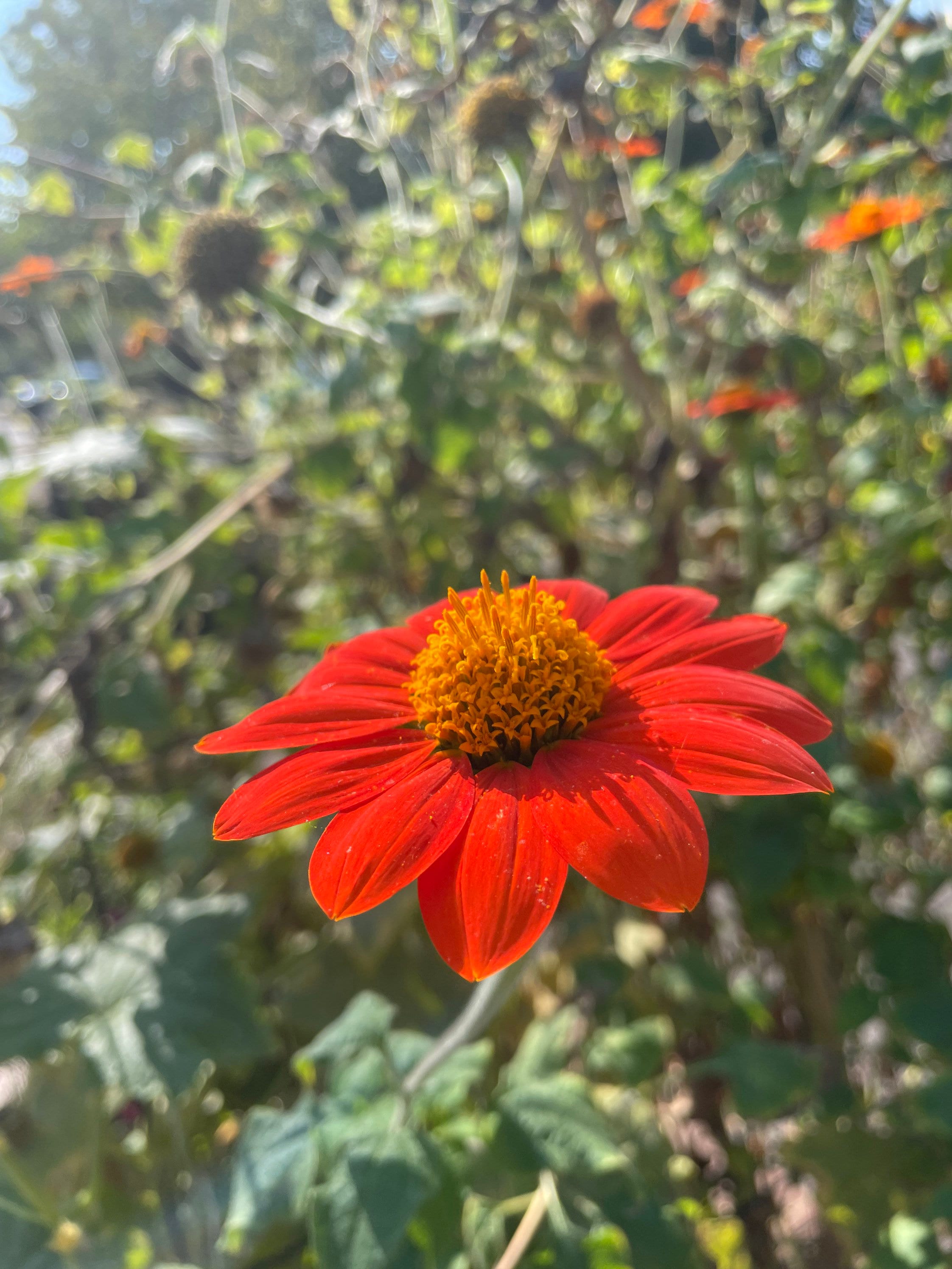 Mexican Sunflower ”torch” (tithonia Rotundifolia) Seeds - Etsy
