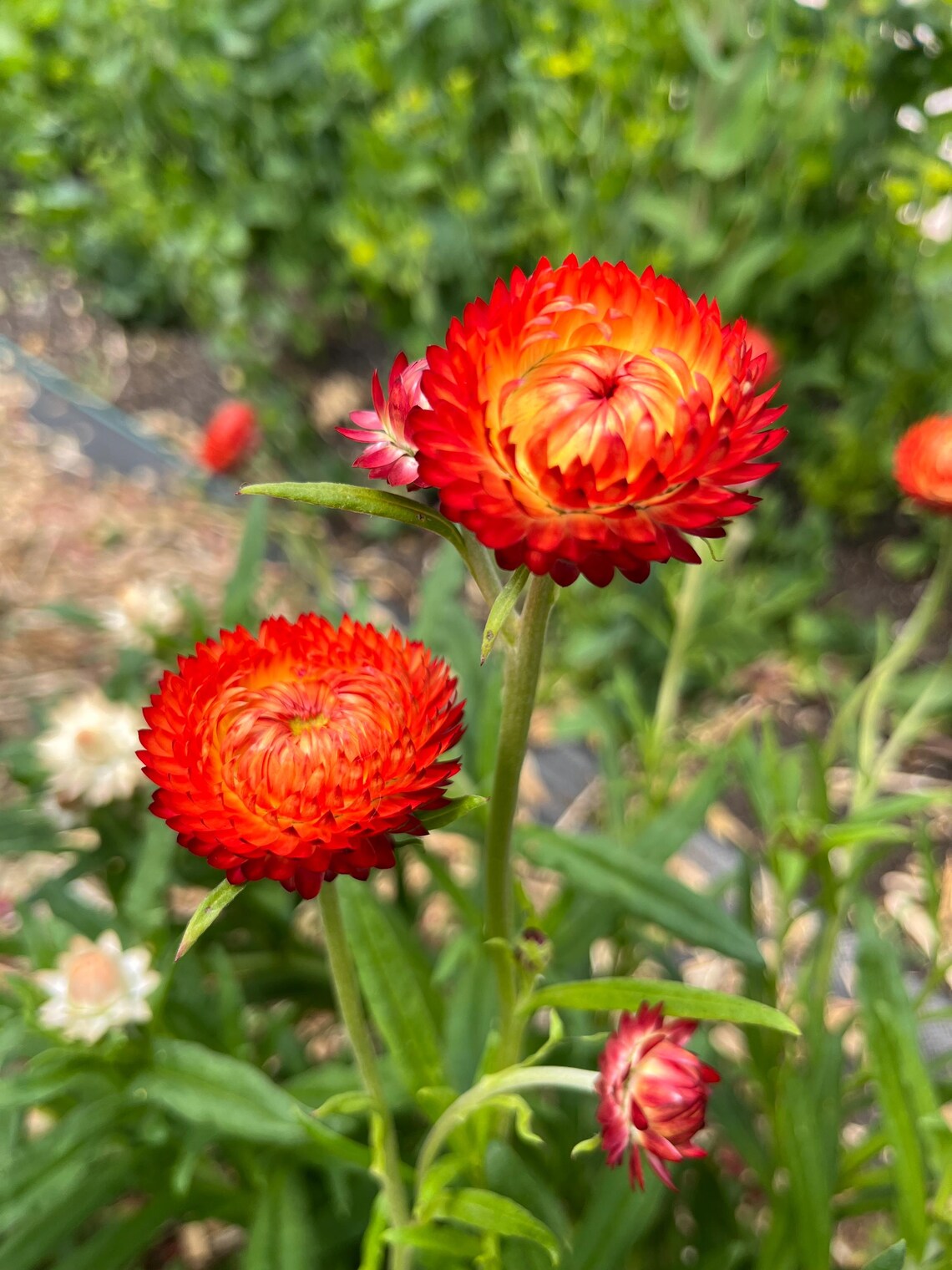 Strawflower "fireball Red" Seeds - Etsy