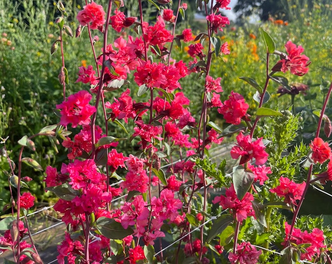 Clarkia Rubicunda Ssp Blasdalei Seeds, Ruby Chalice Clarkia, CA Native ...
