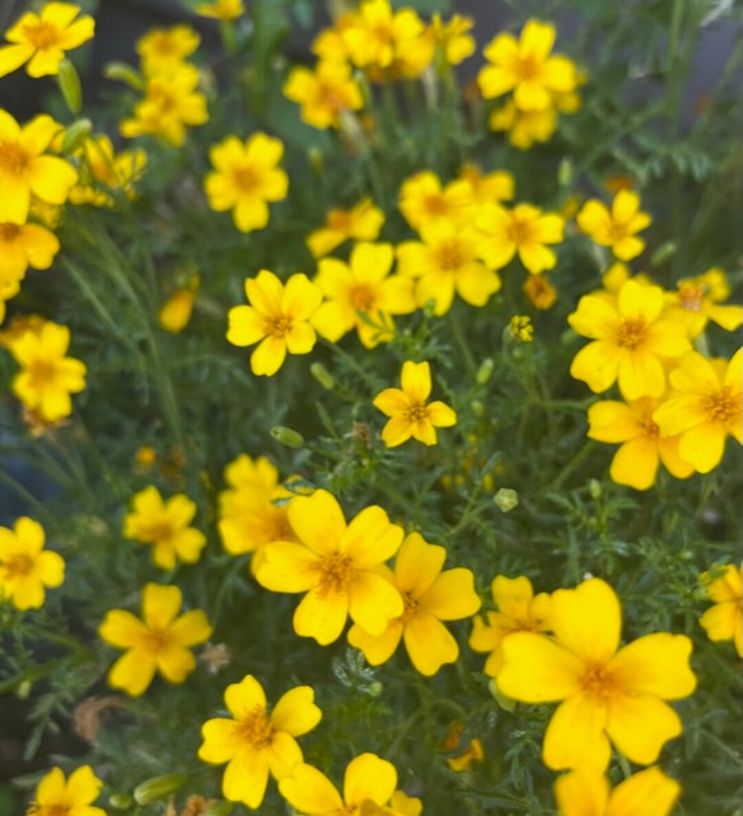 Gem Marigold "lemon" - Etsy