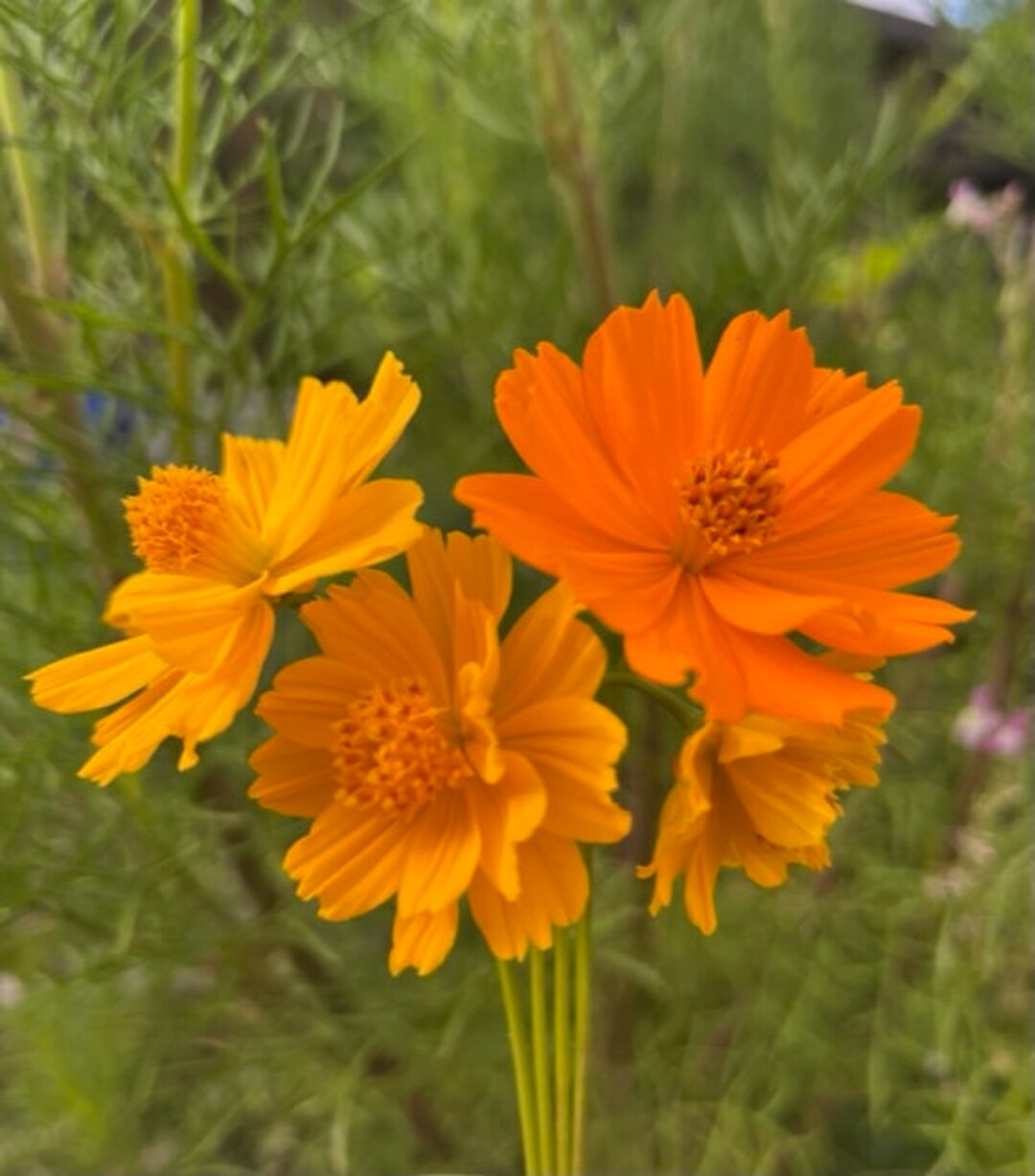 Cosmos “crest Orange” Seeds - Etsy