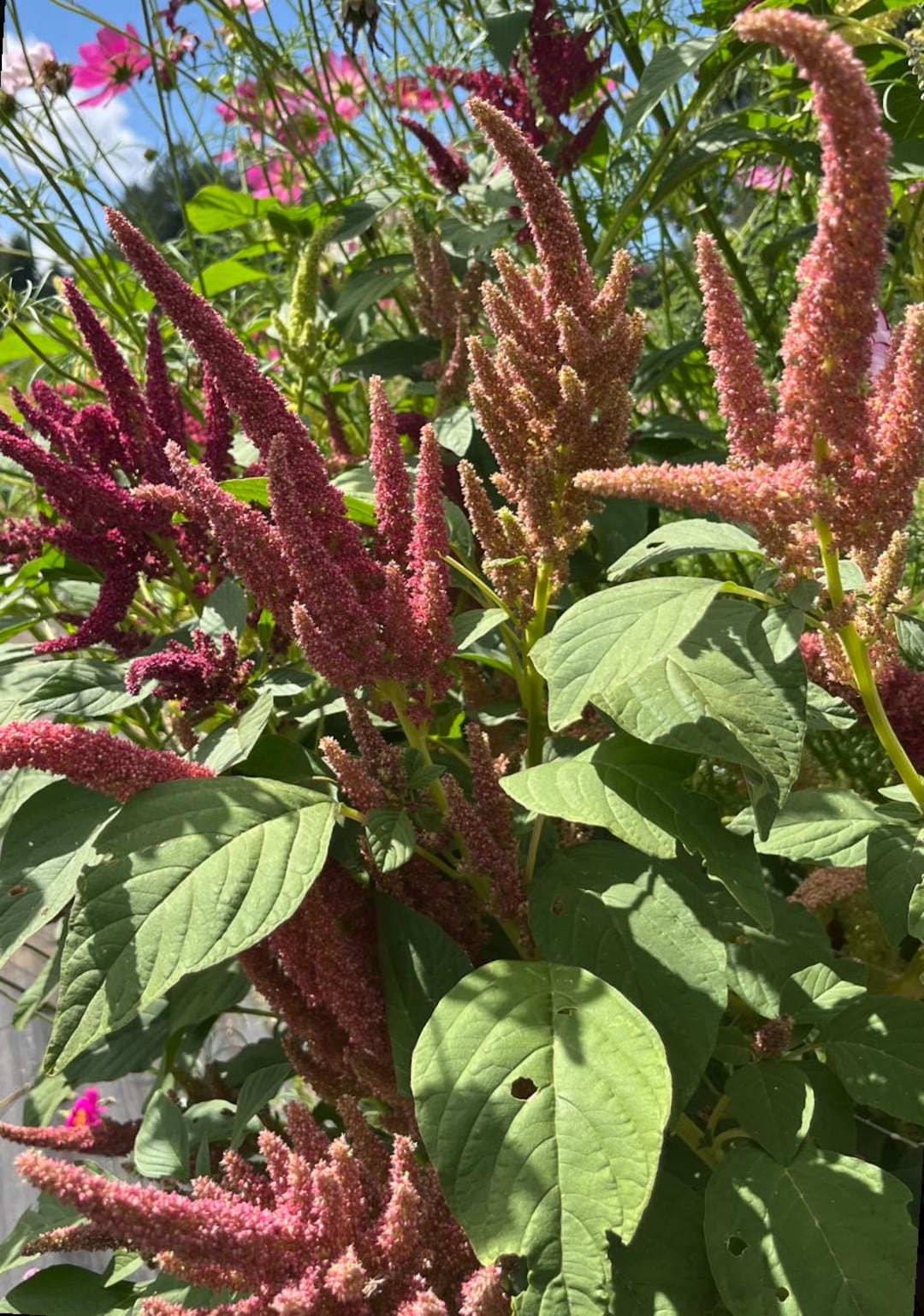 Amaranth "sunset Goldilocks" Seeds - Etsy